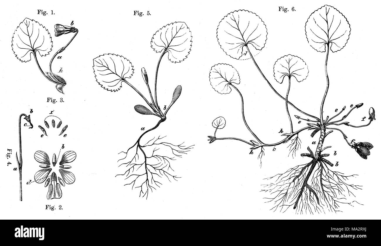 Violet; wood violet; sweet violet, English violet, common violet Stock ...