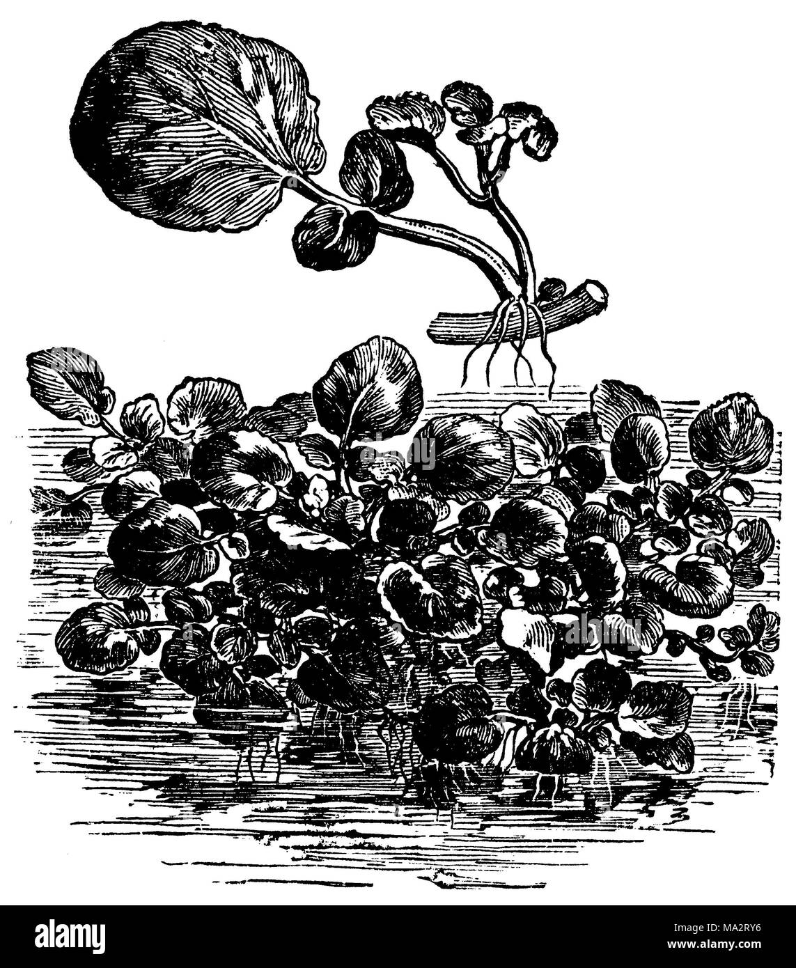 Watercress line drawing hi-res stock photography and images - Alamy