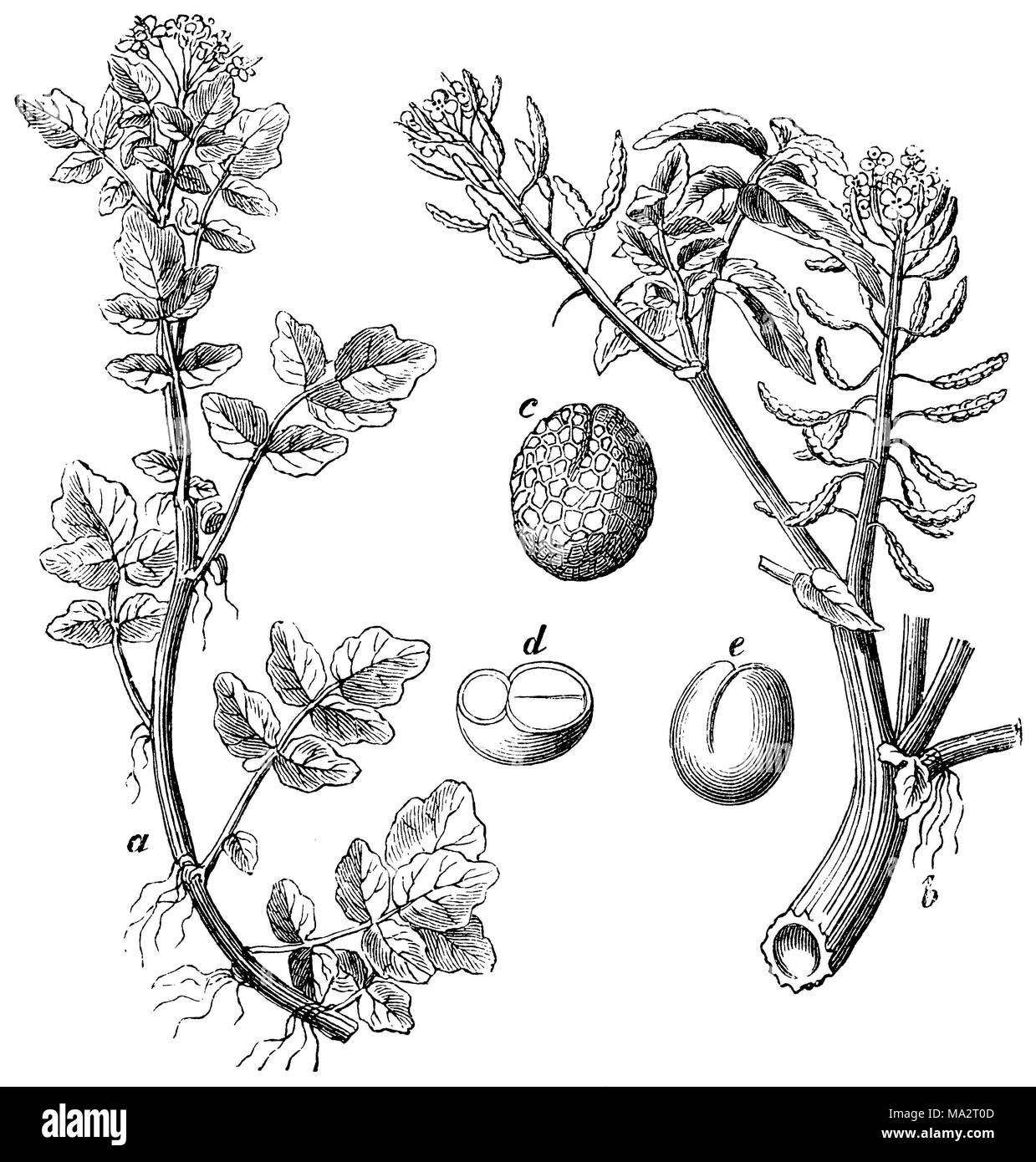 Drawing of watercress Black and White Stock Photos & Images - Alamy