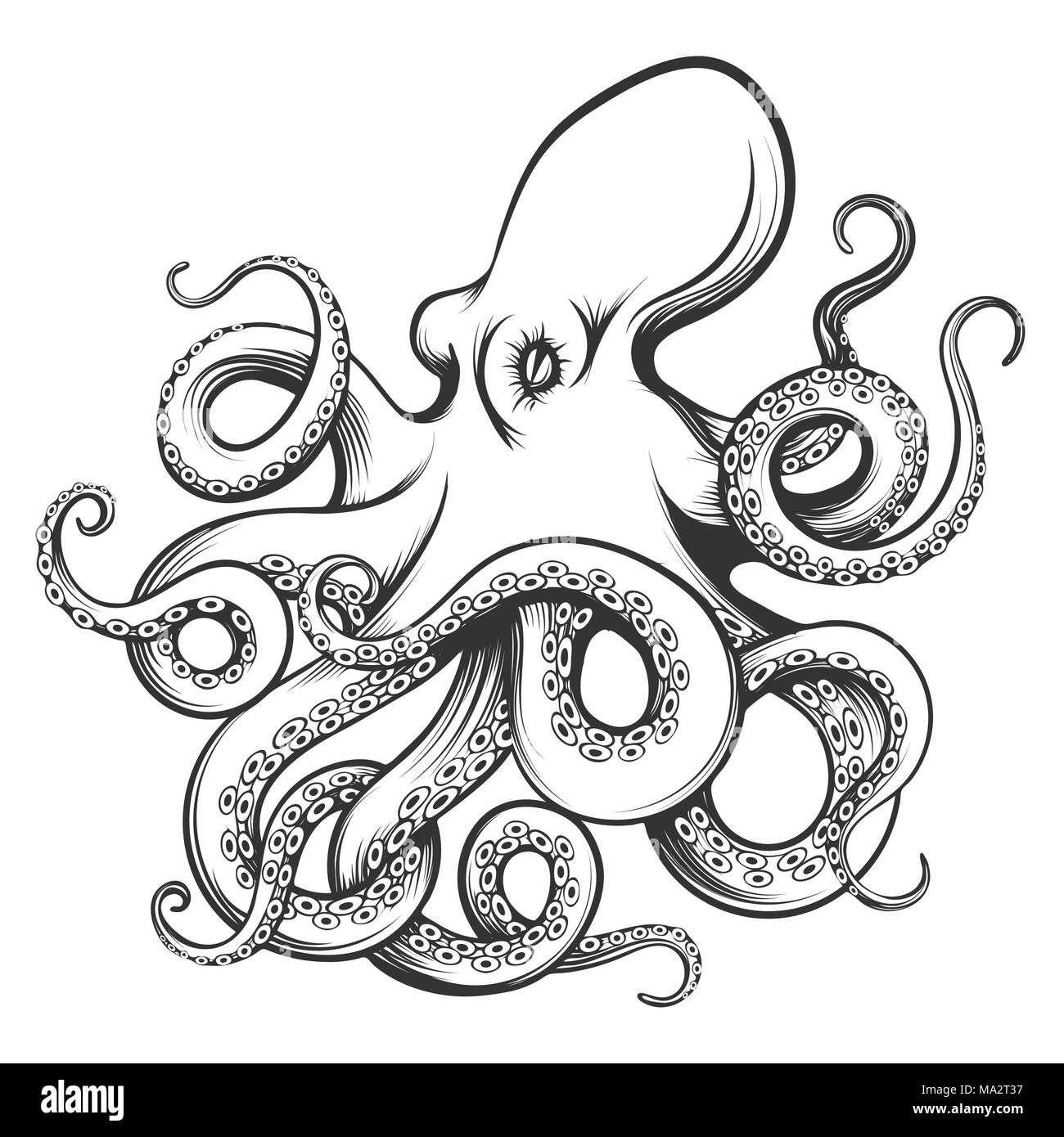 Octopus drawn in engraving style. Isolated on white background. Vector ...