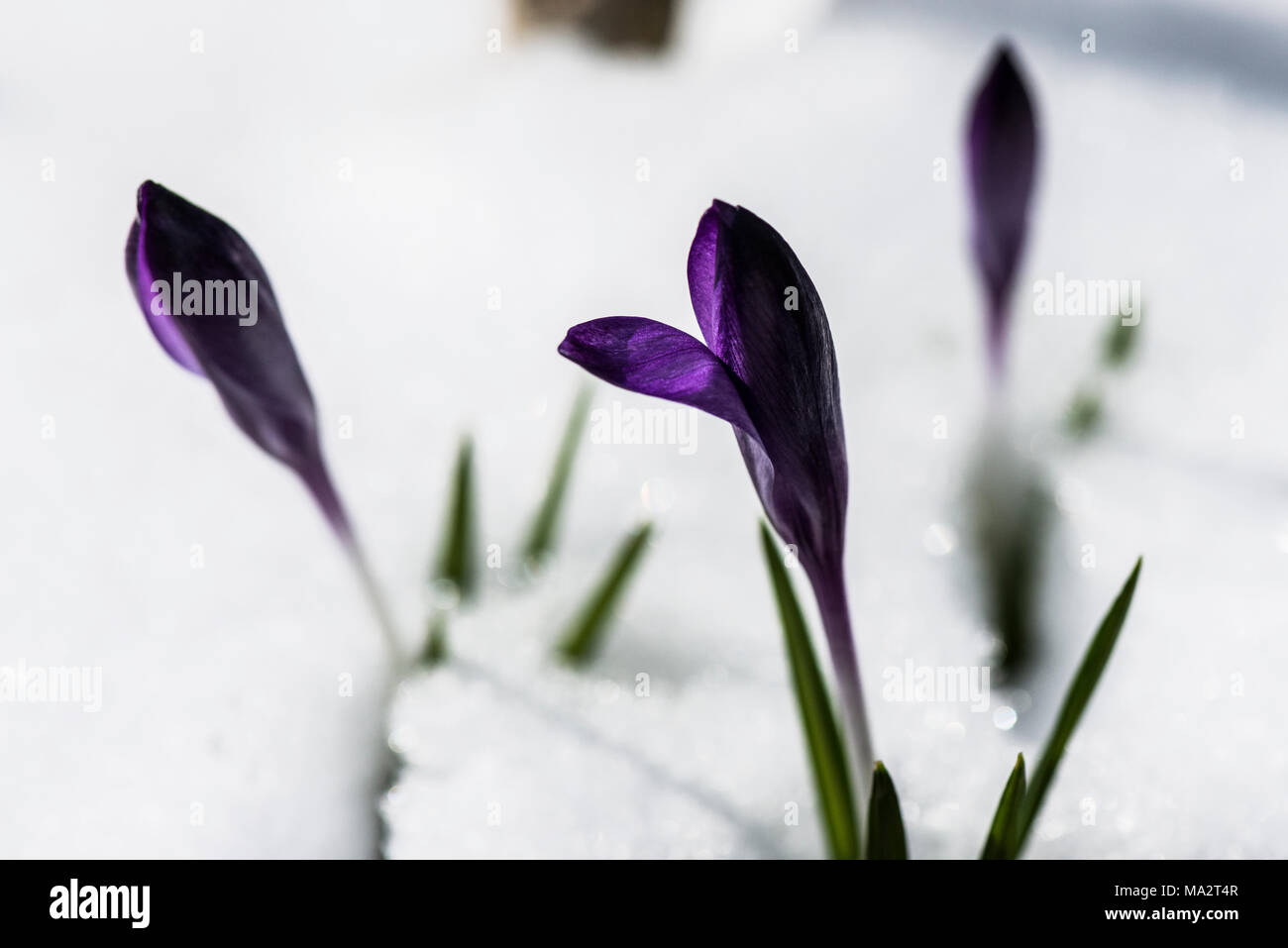 Purple crocuses in the snow Stock Photo - Alamy