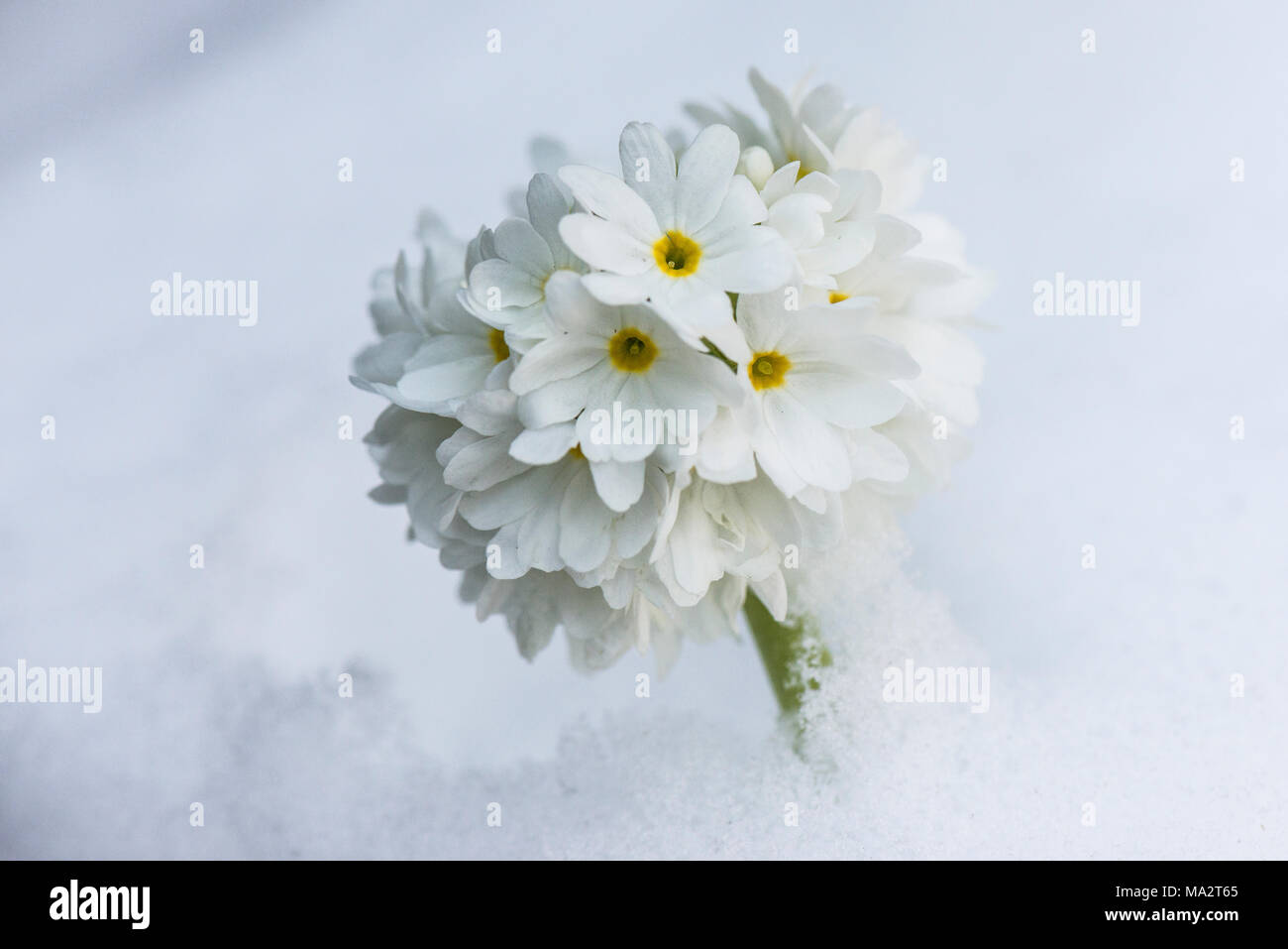 A white drumstick primrose (Primula denticulata) in the snow Stock ...