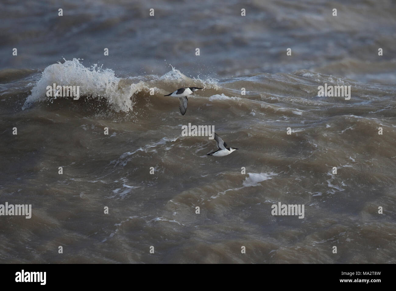 Guillemot & Razorbill flying Stock Photo - Alamy