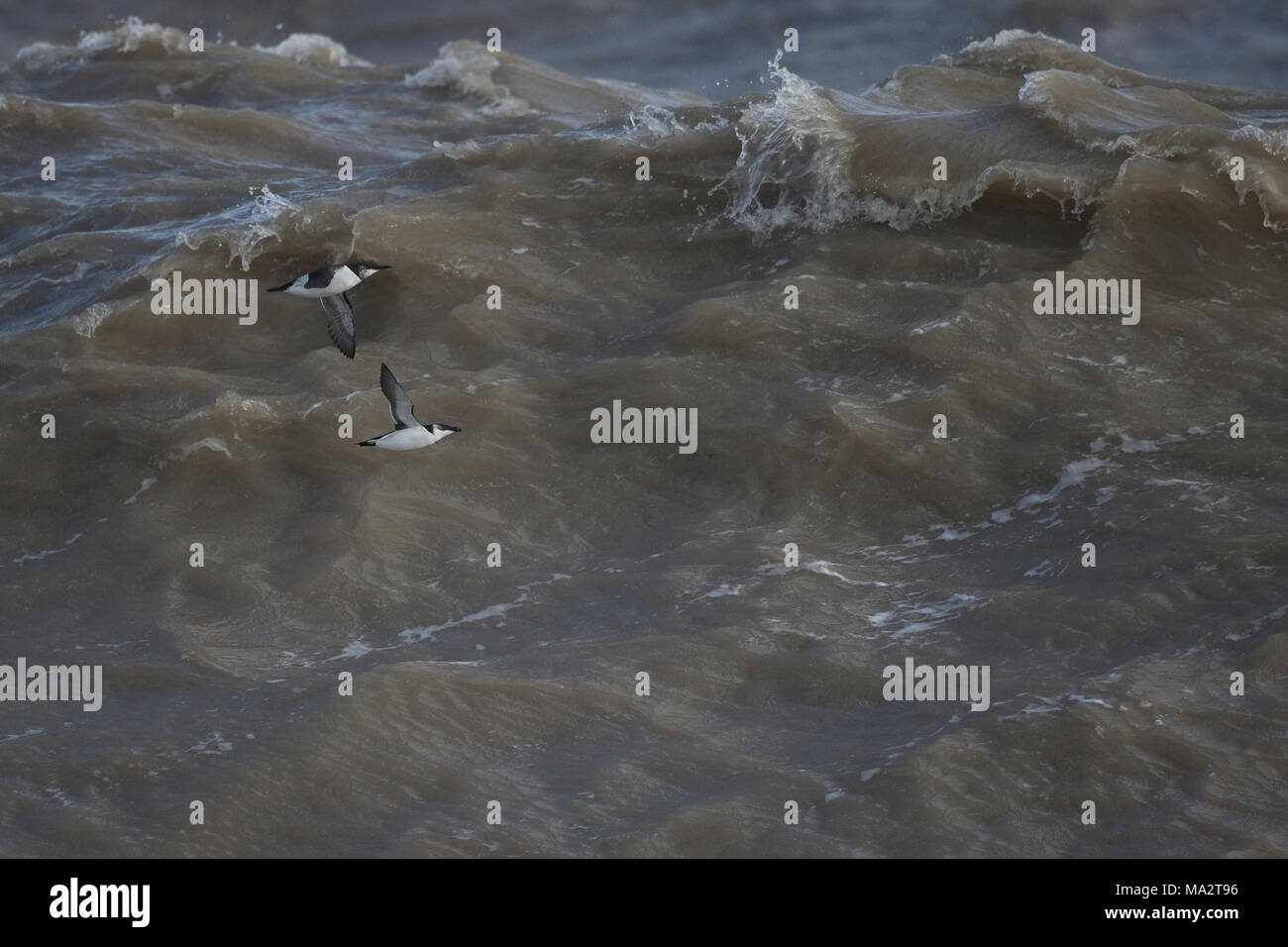 Guillemot & Razorbill flying Stock Photo - Alamy