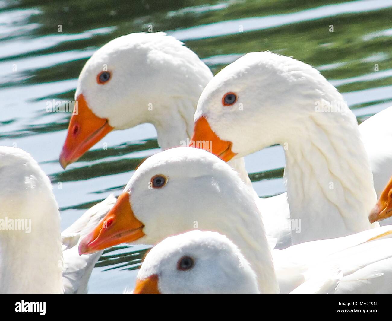 white geese swim in the pond in summer Stock Photo - Alamy