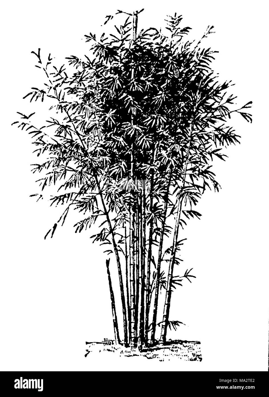 Bambou drawing hi-res stock photography and images - Alamy