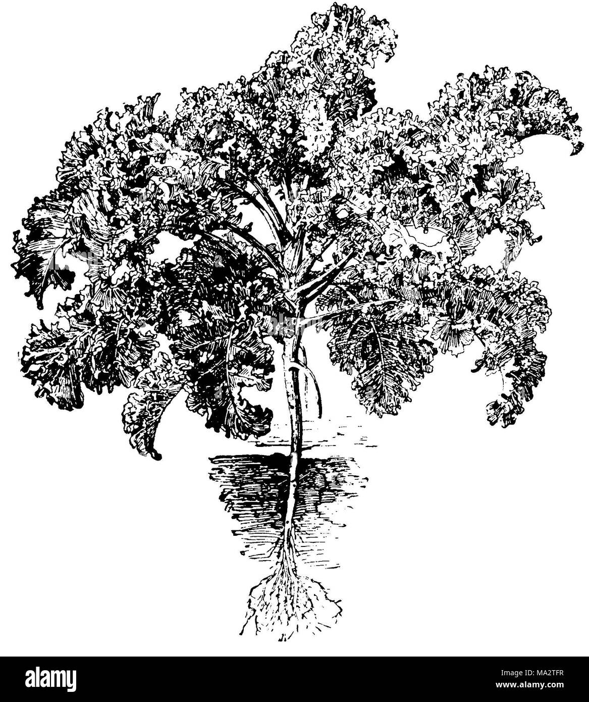 Cabbage leaf drawing hi-res stock photography and images - Alamy