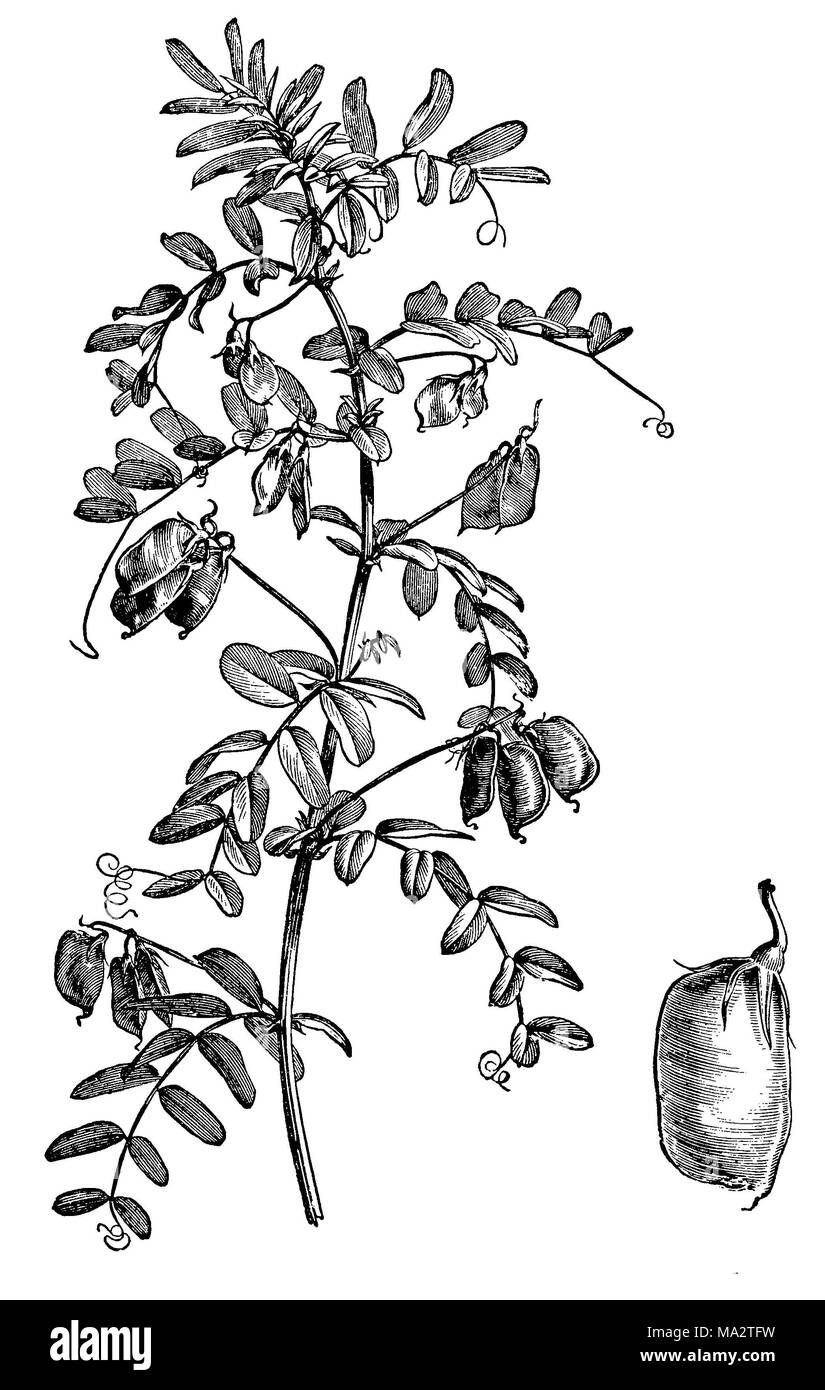 Botanical illustration of lentil hi-res stock photography and images ...