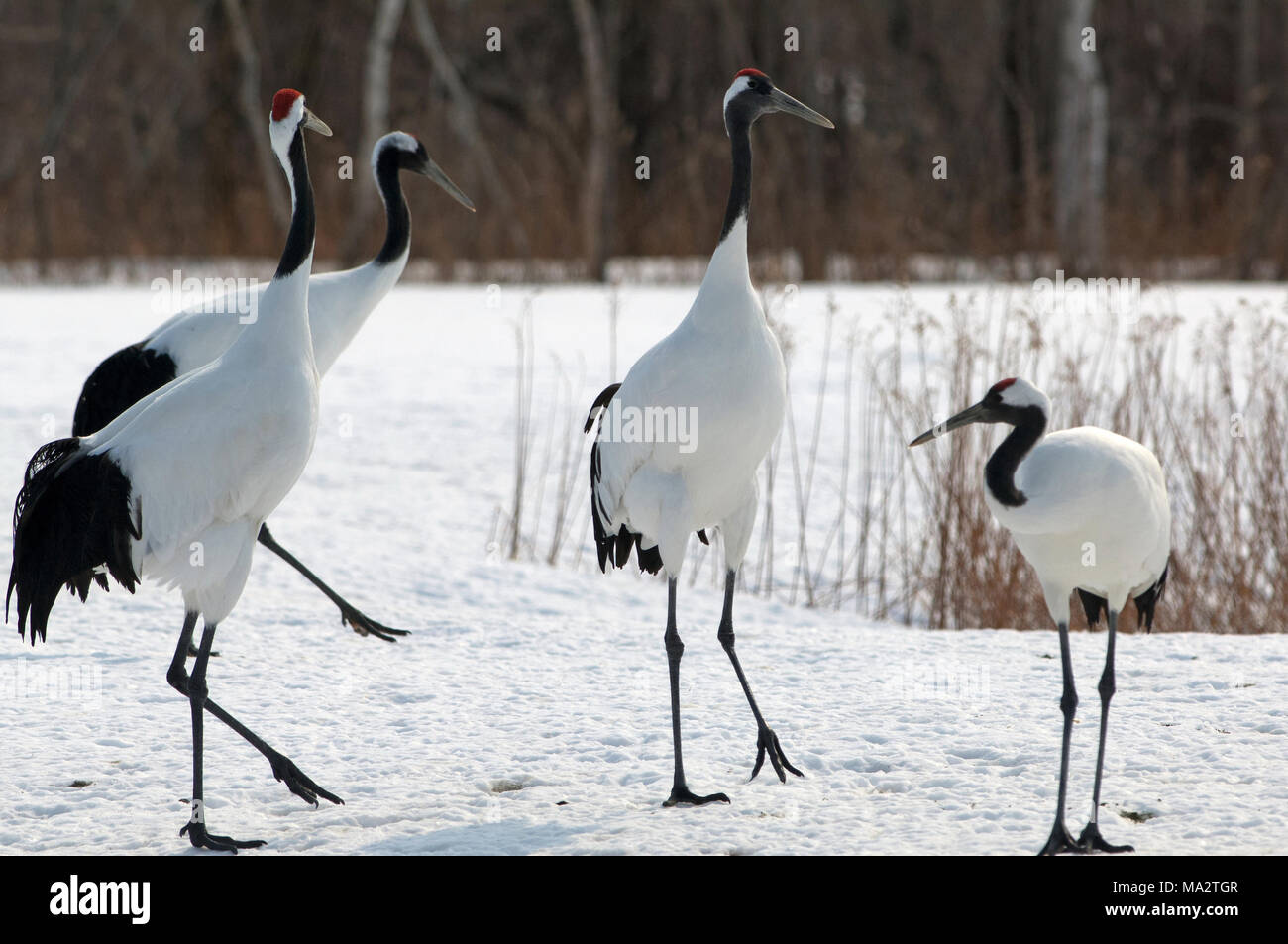 Japanese crane, Red-crowned crane (Grus japonensis), Japan Stock Photo ...