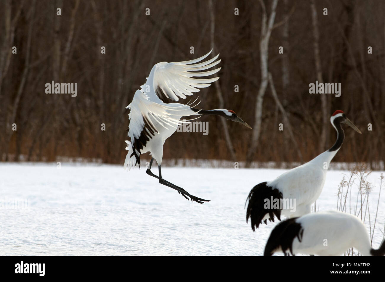 Japanese crane, Red-crowned crane (Grus japonensis), Landing, Japan ...