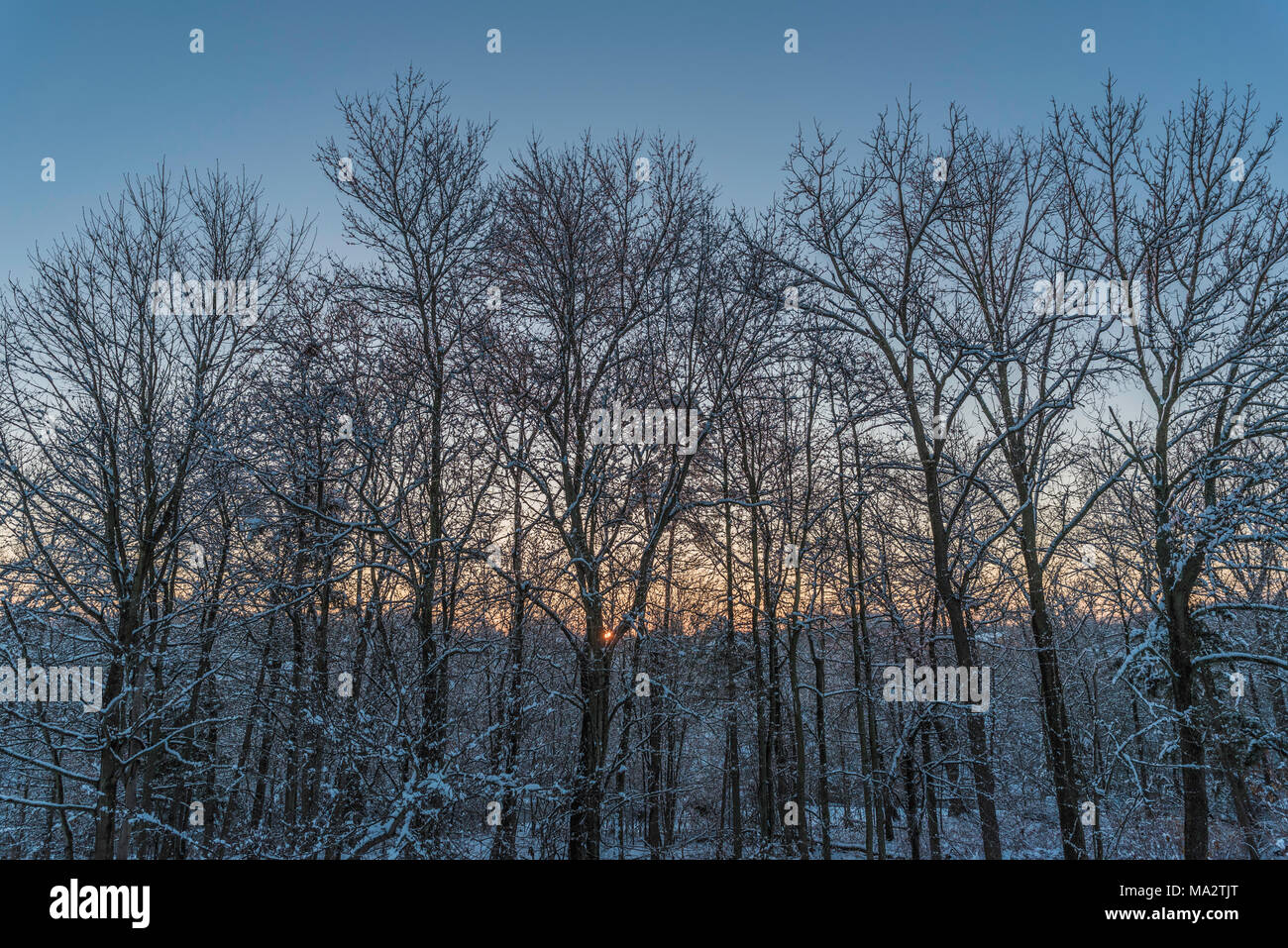 Woods february hi-res stock photography and images - Alamy