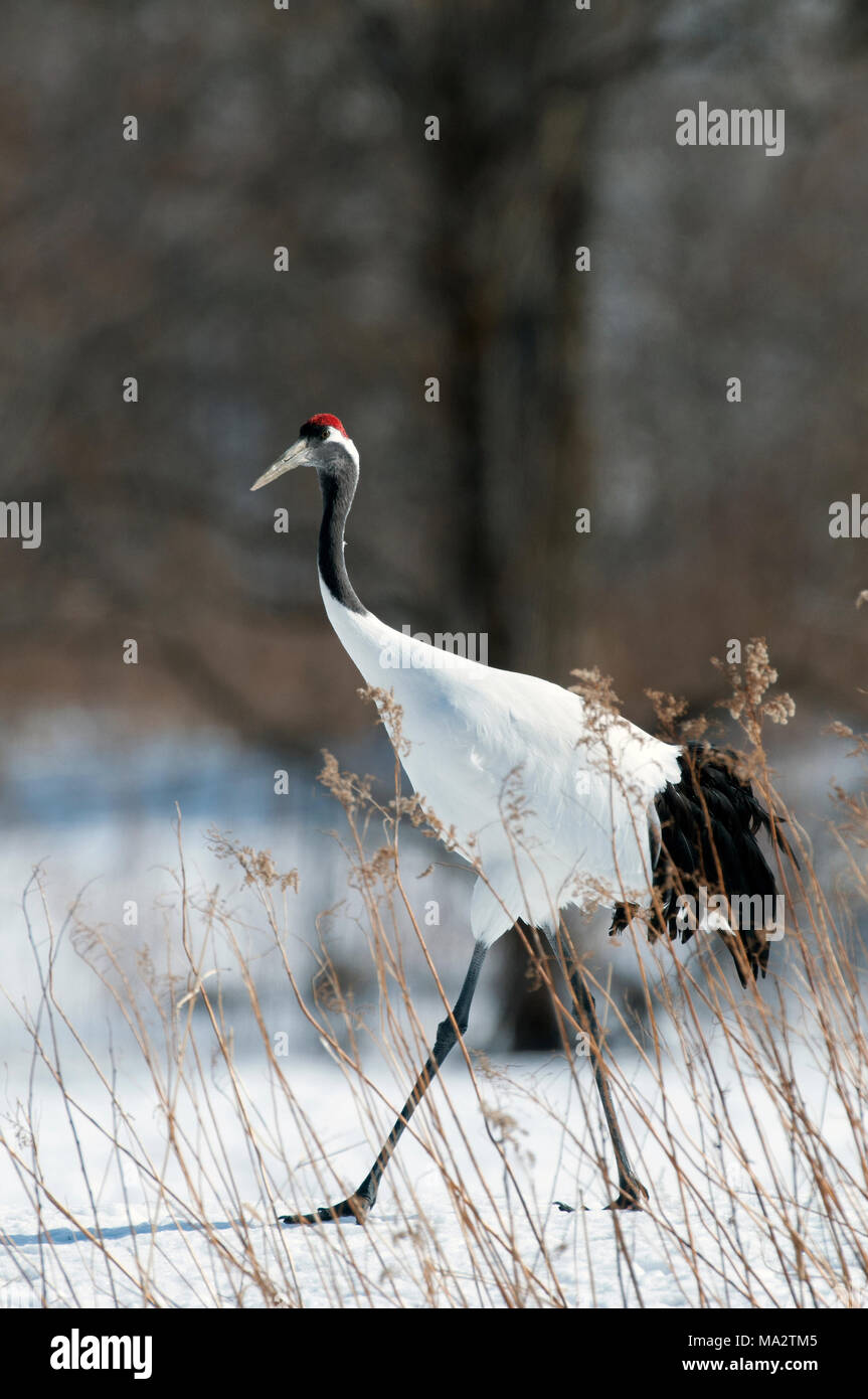 Japanese crane, Red-crowned crane (Grus japonensis), Japan Stock Photo ...