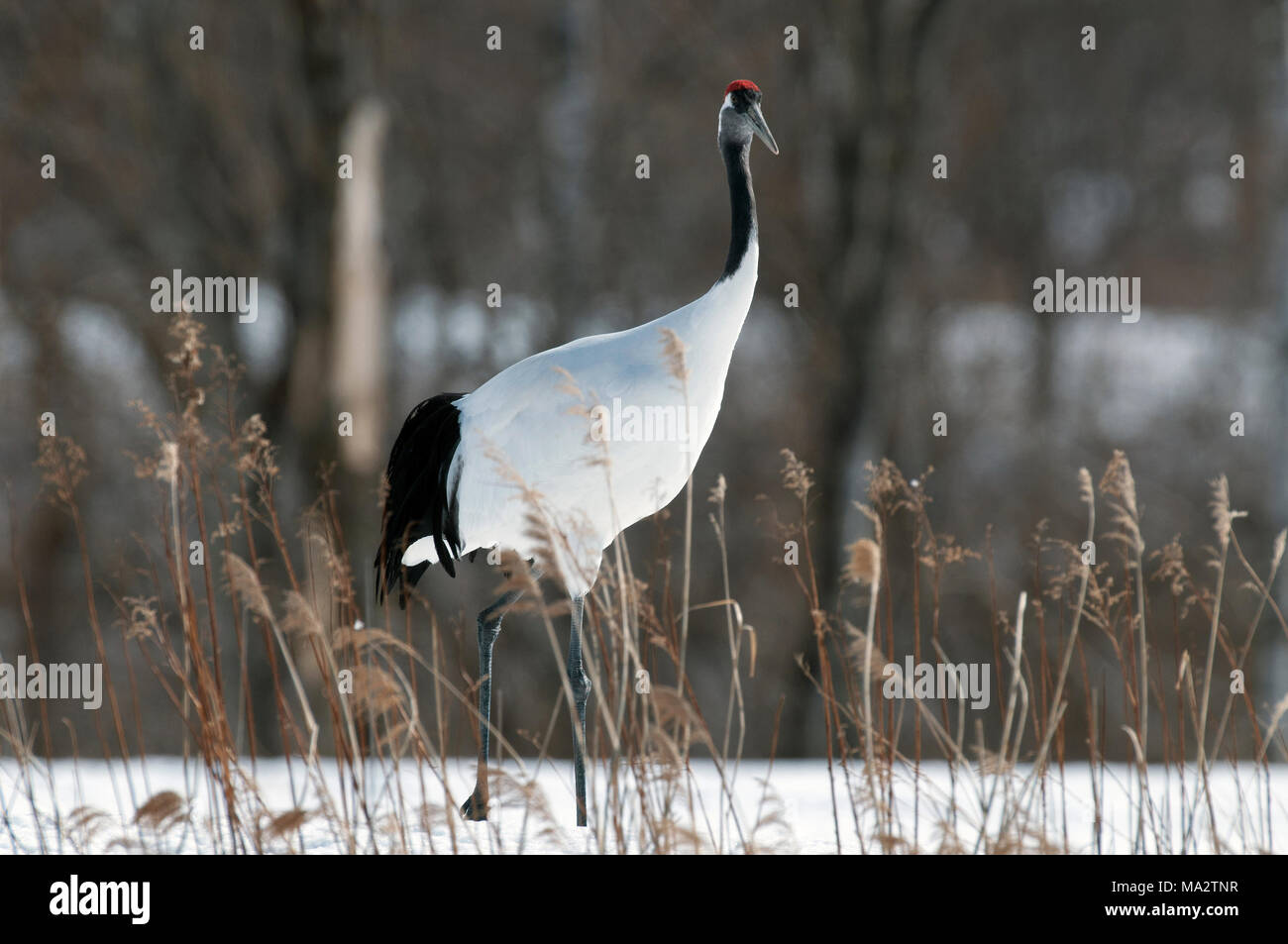 Japanese crane, Red-crowned crane (Grus japonensis), Japan Stock Photo ...