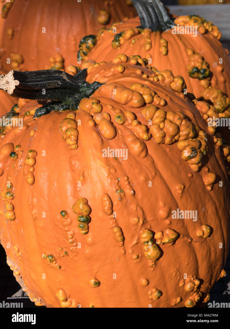Bumpy pumpkin hi-res stock photography and images - Alamy