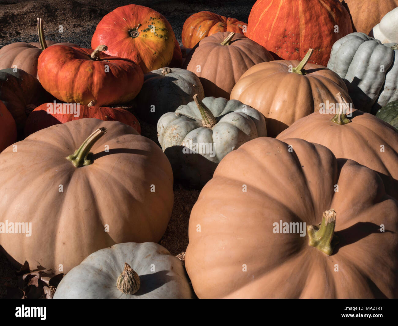 pile of many colored pumpkins Stock Photo - Alamy