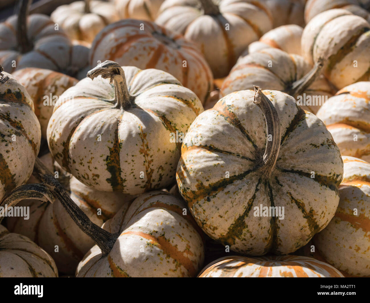 Mini pumpkins hi-res stock photography and images - Alamy