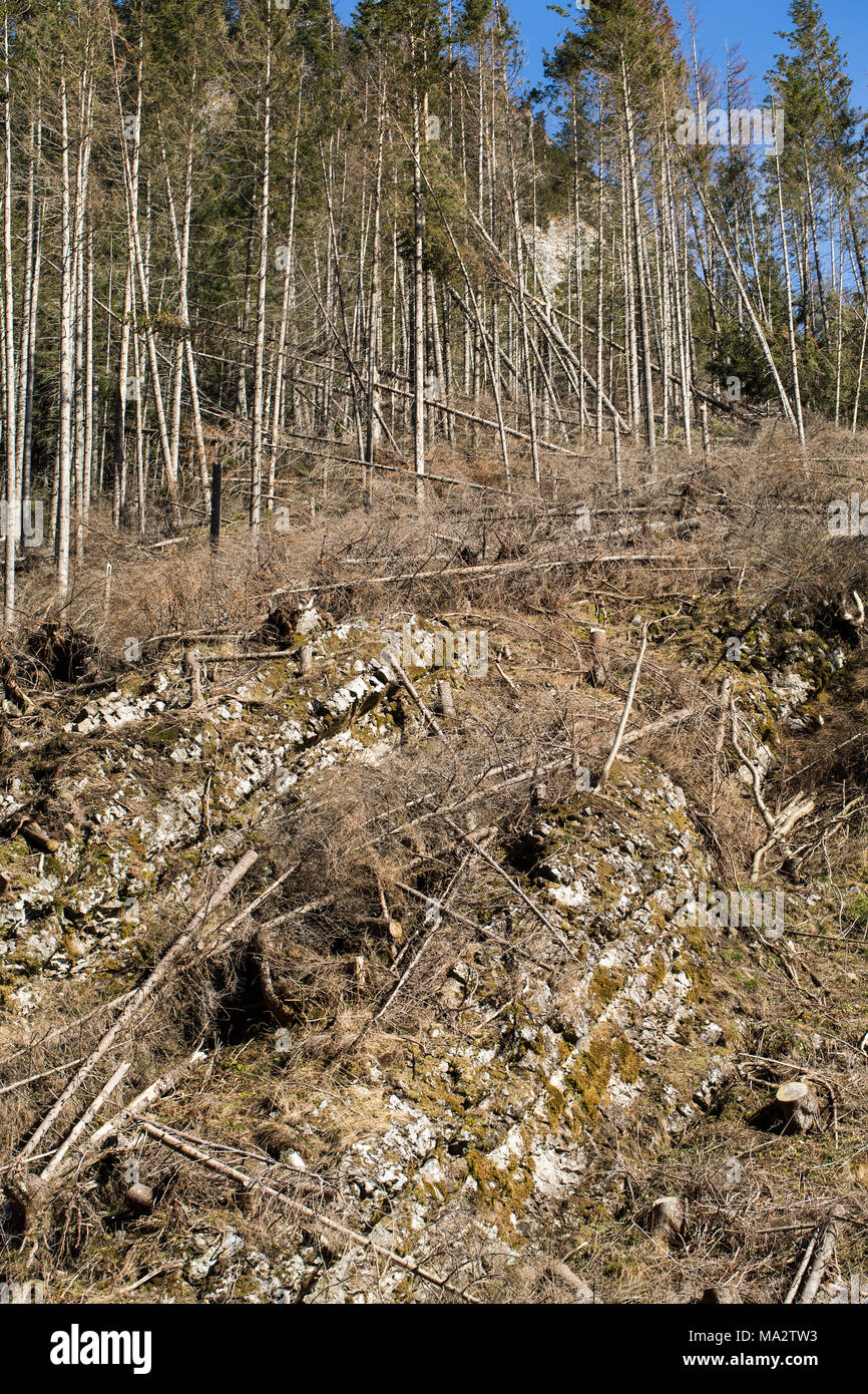 Lifeless Forest