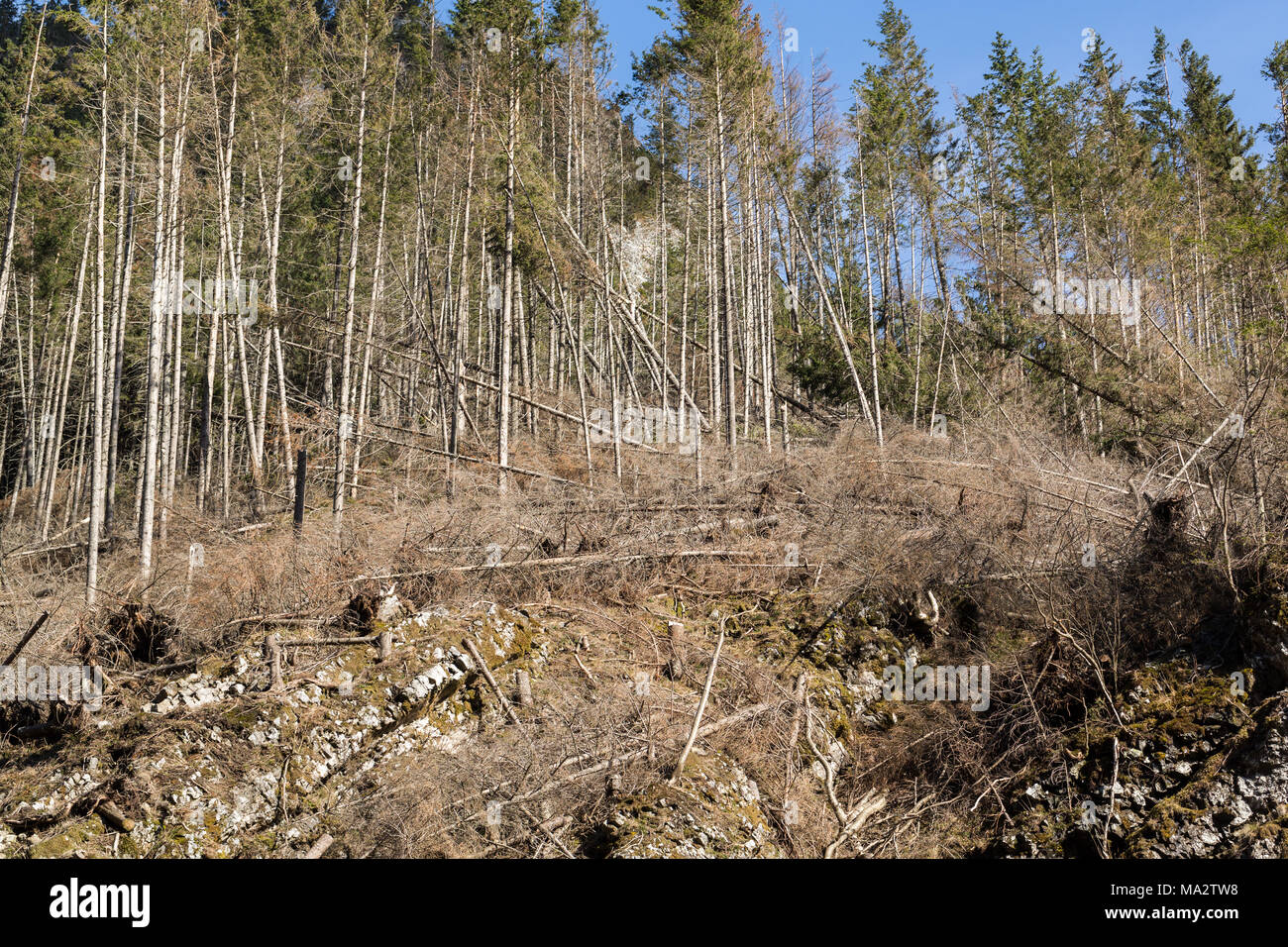 Forest being cut down turning into a dry lifeless field Stock Photo - Alamy