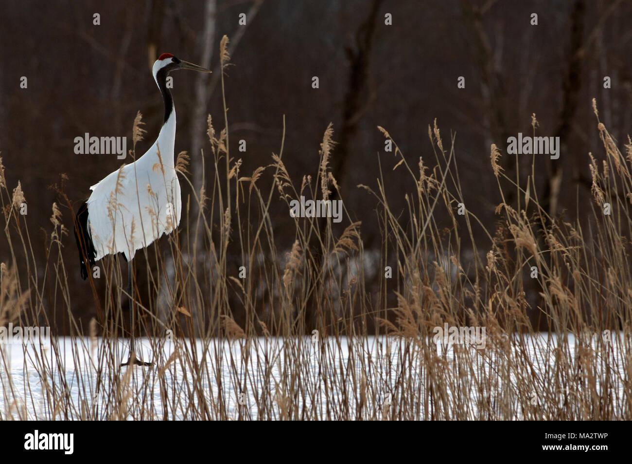 Japanese crane, Red-crowned crane (Grus japonensis) , Japan Stock Photo ...