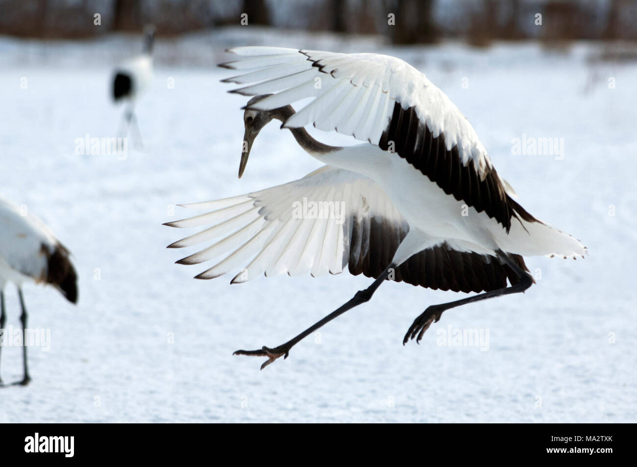 Japanese crane, Red-crowned crane (Grus japonensis) take-off, Japan ...