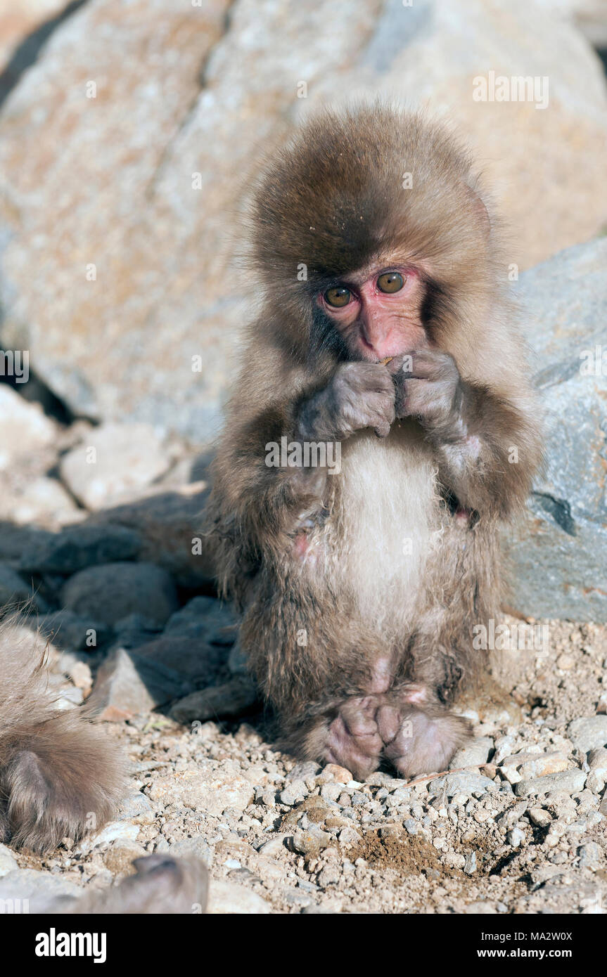 Japanese macaque or snow japanese monkey, baby eating (Macaca fuscata ...