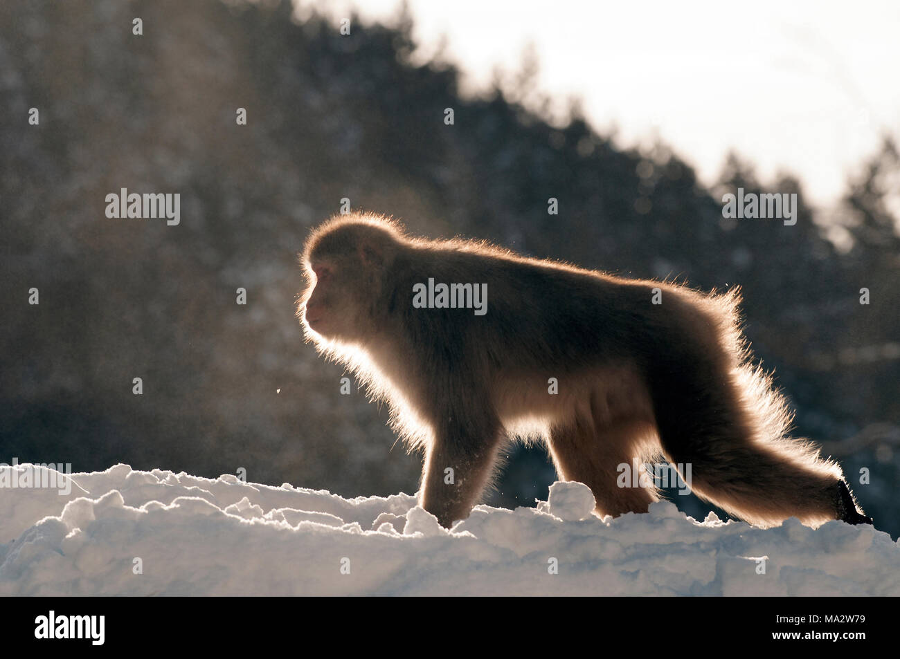 Japanese macaque or snow japanese monkey , in the snow (Macaca fuscata ...