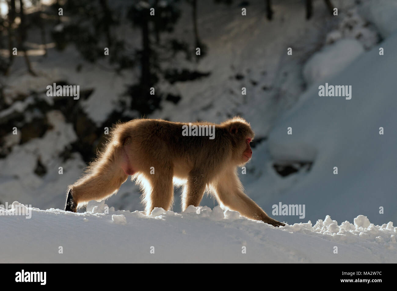 Japanese macaque or snow japanese monkey , in the snow (Macaca fuscata ...
