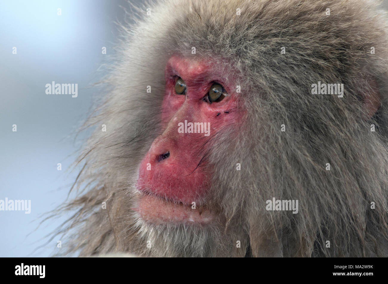 Japanese macaque or snow japanese monkey (Macaca fuscata),Japan Stock ...