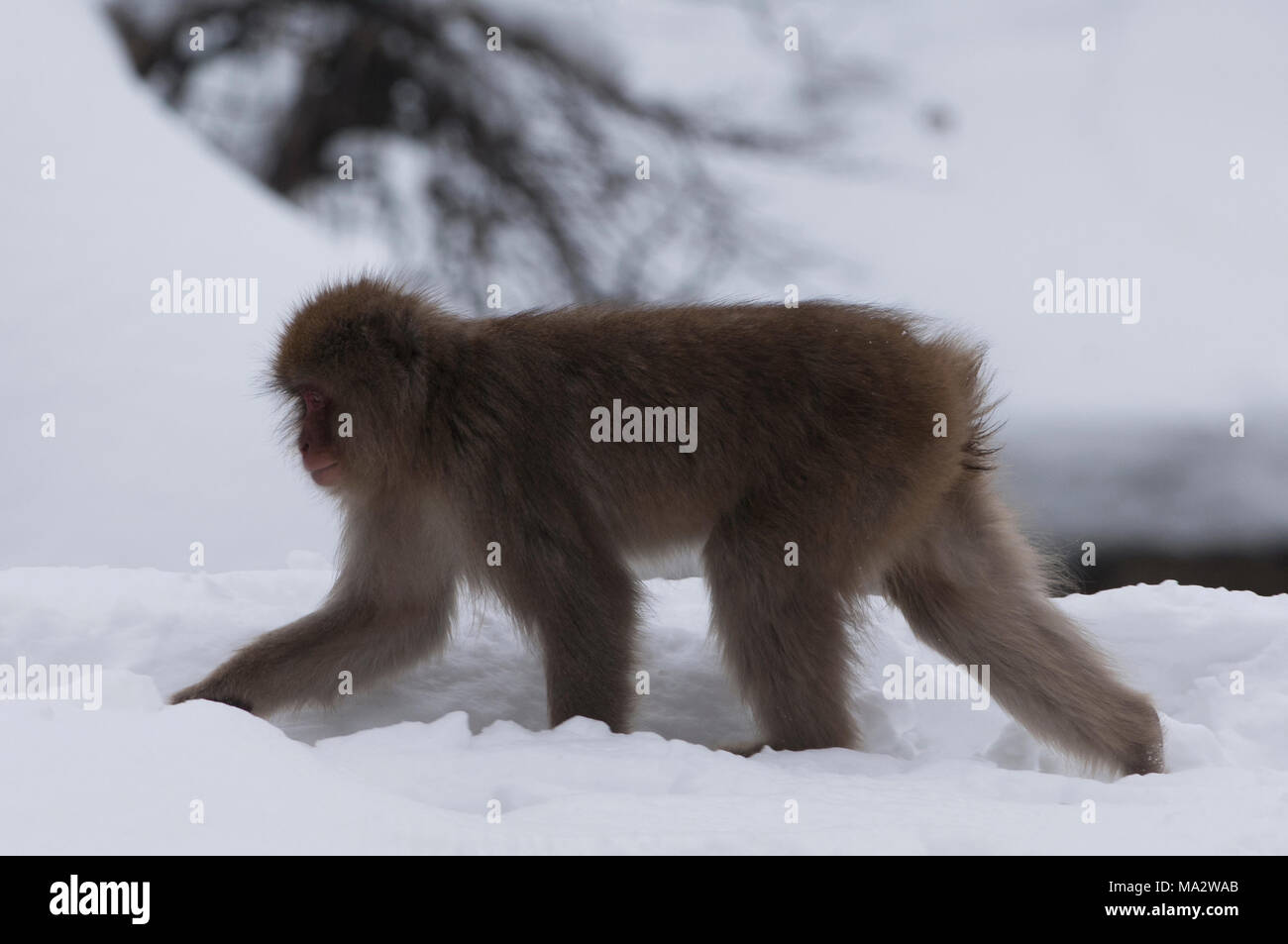 Japanese macaque or snow japanese monkey (Macaca fuscata),Japan Stock ...