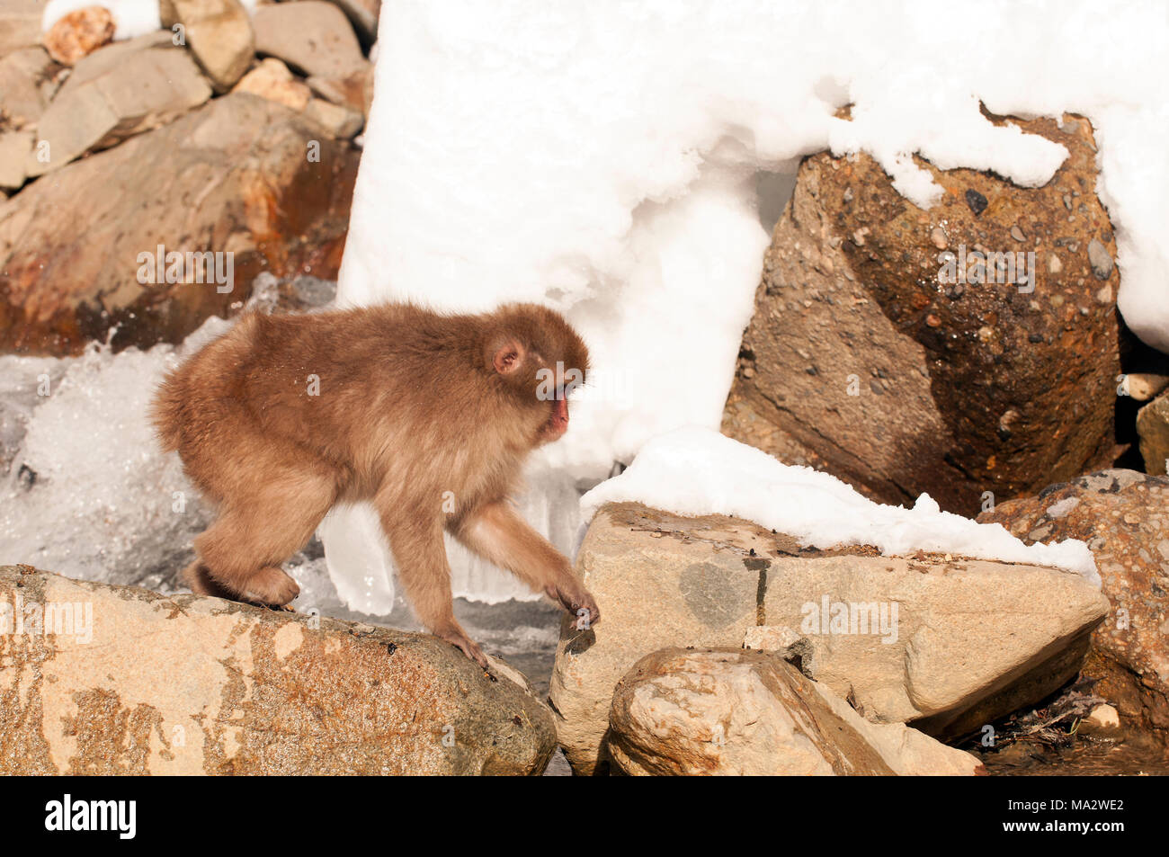 Japanese macaque or snow japanese monkey (Macaca fuscata),Japan Stock ...