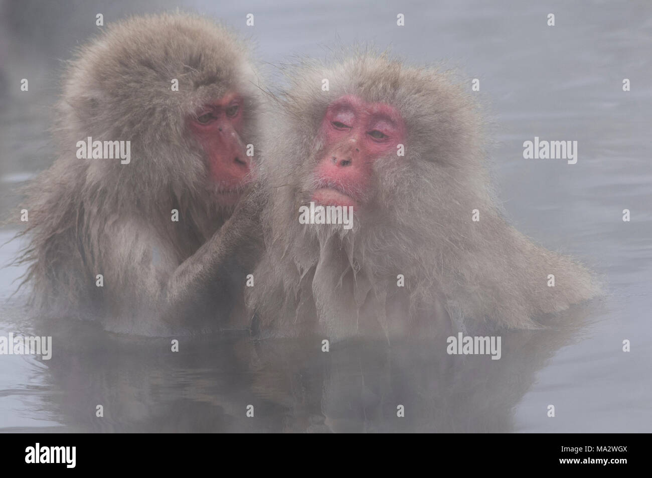 Japanese macaque or snow japanese monkey, portrait (Macaca fuscata ...