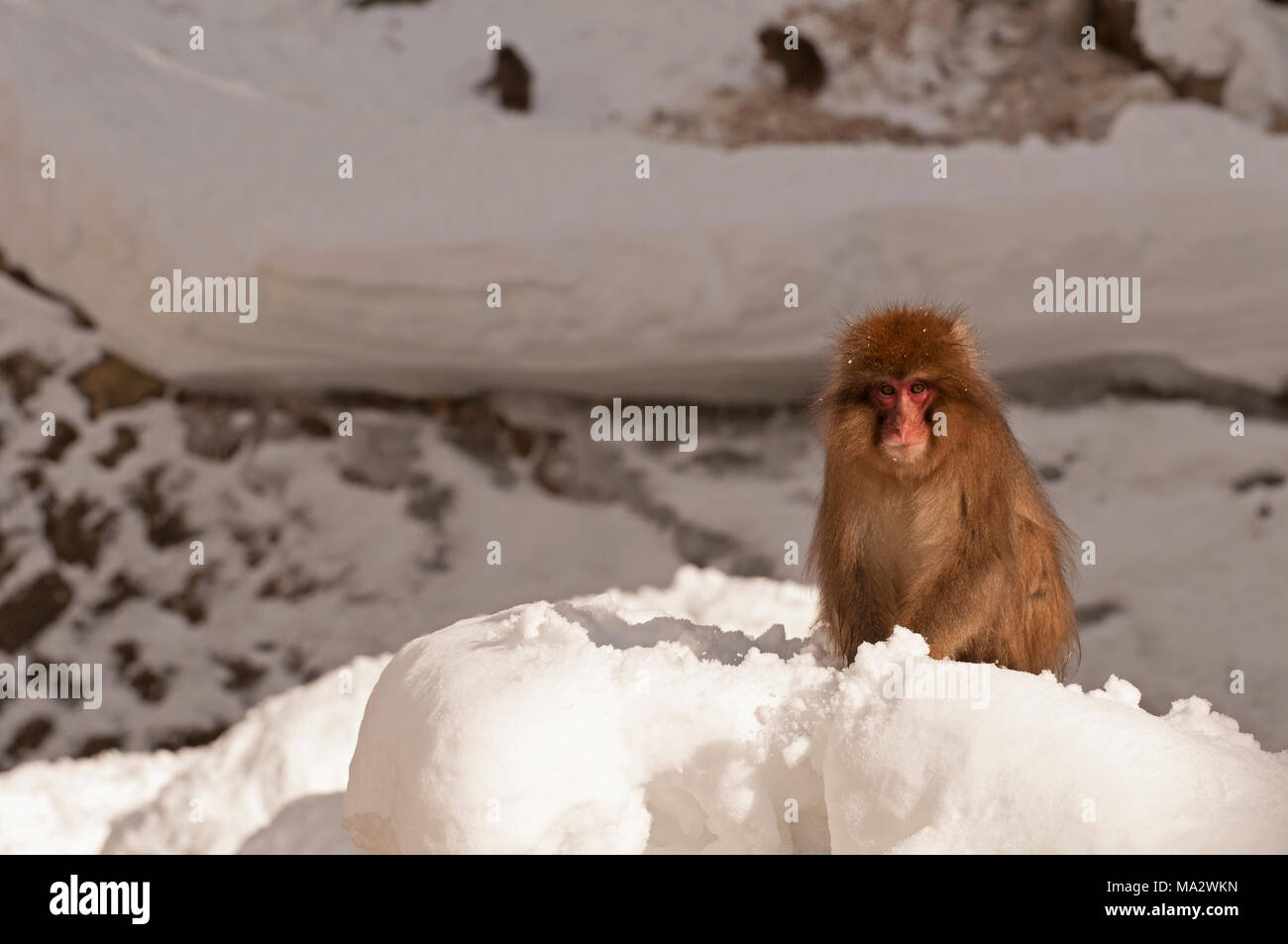 Japanese macaque or snow japanese monkey (Macaca fuscata),Japan Stock ...