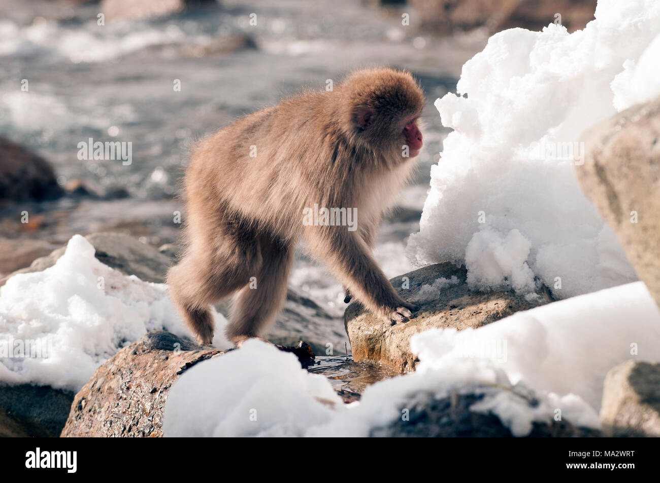 Japanese macaque or snow japanese monkey (Macaca fuscata), Japan Stock ...