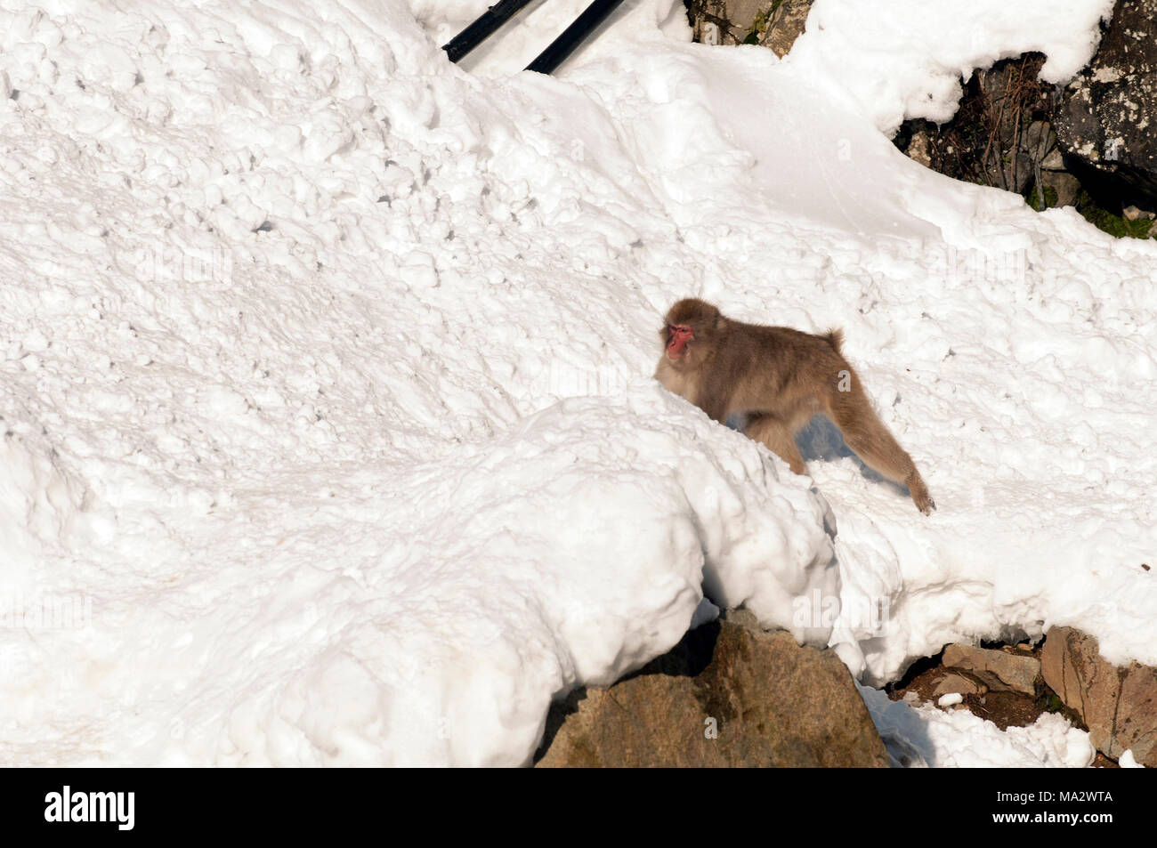 Japanese macaque or snow japanese monkey (Macaca fuscata),Japan Stock ...