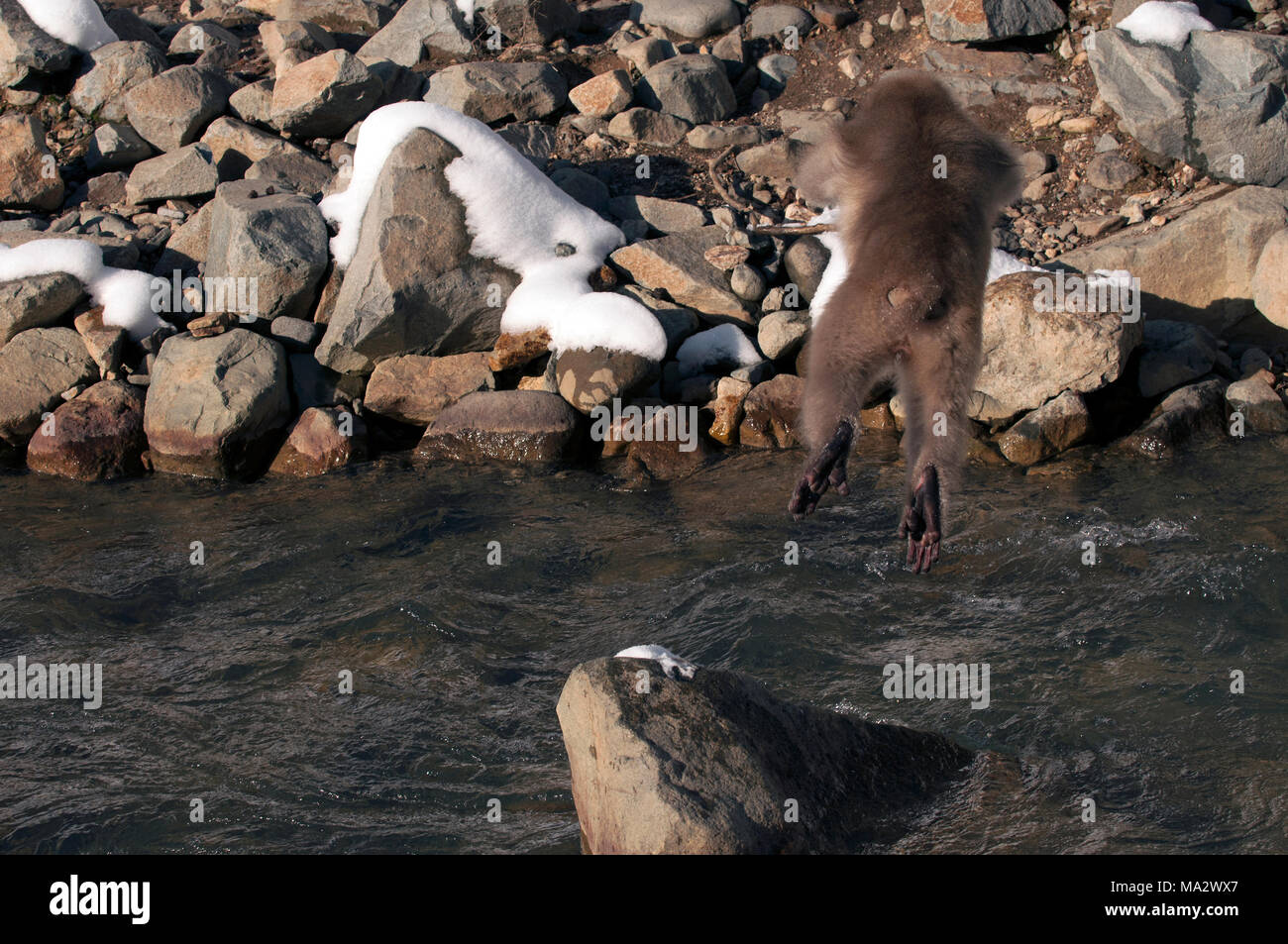 Japan jumping river macaca hi-res stock photography and images - Alamy