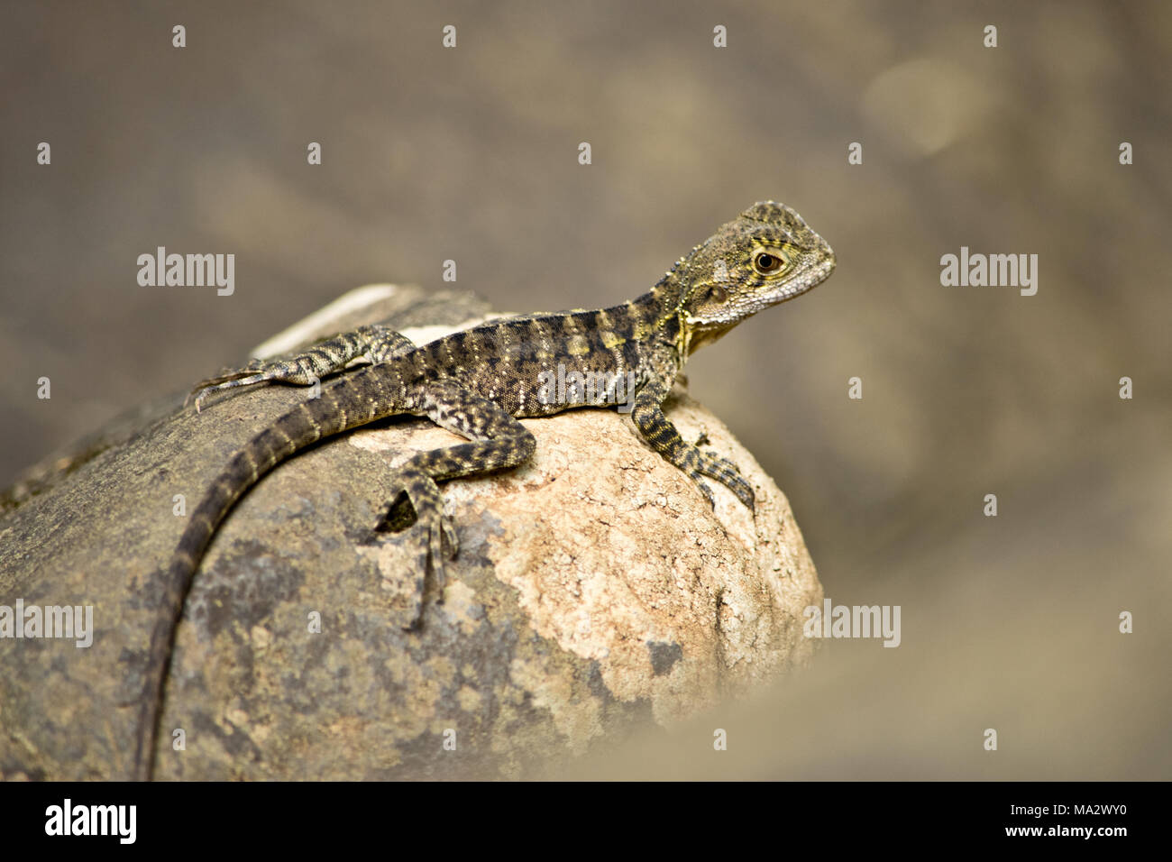 Detail of Australian water dragon in the natur.In Australia Stock Photo ...
