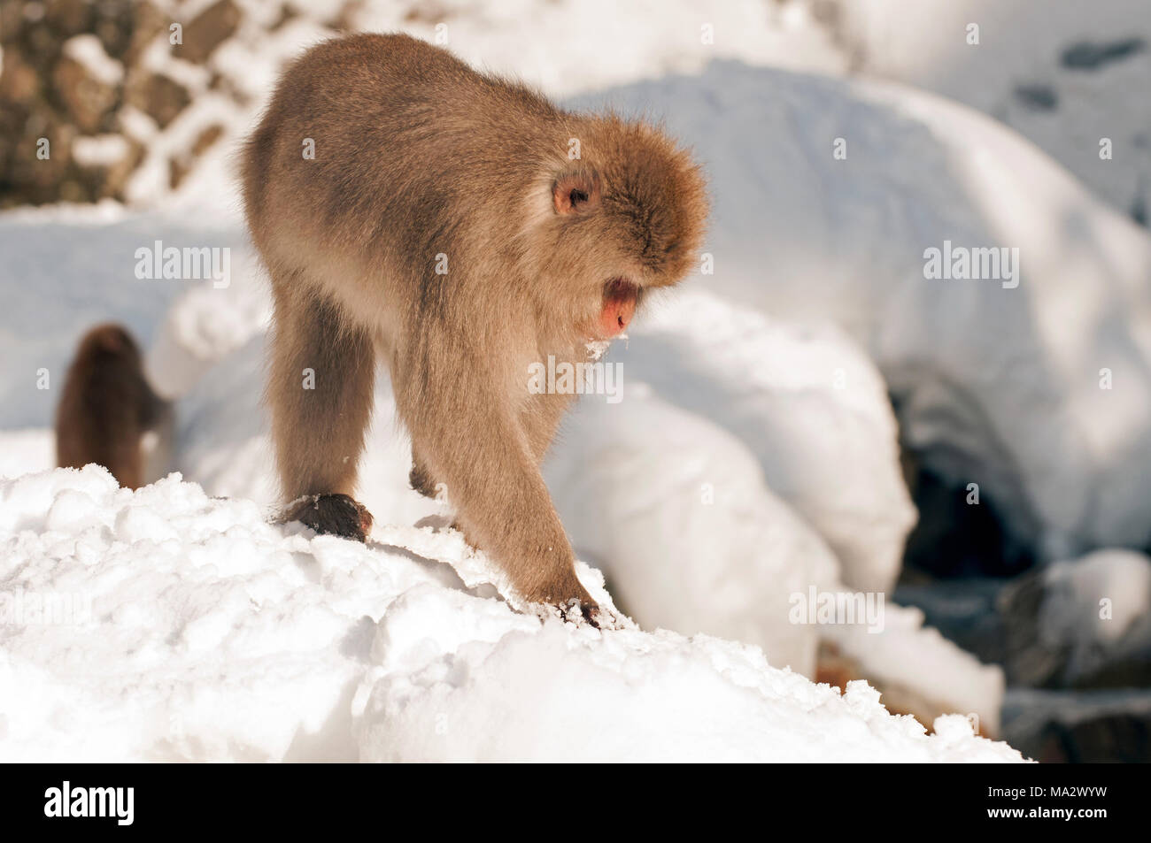 Japanese macaque or snow japanese monkey (Macaca fuscata), Japan Stock ...