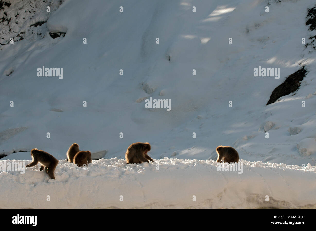 Japanese macaque or snow japanese monkey (Macaca fuscata) family, Japan ...