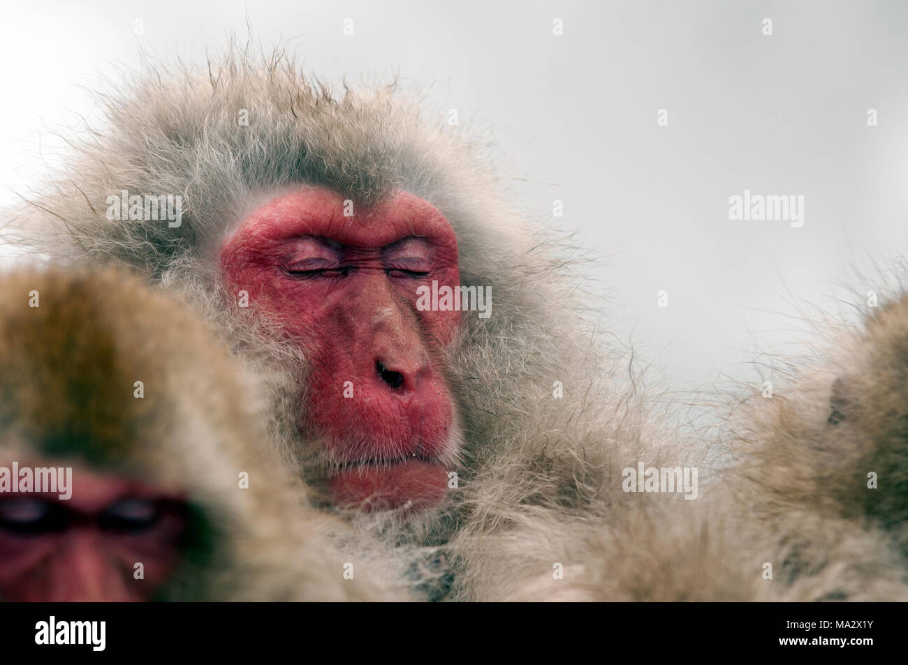 Japanese macaque or snow japanese monkey (Macaca fuscata) portrait ...