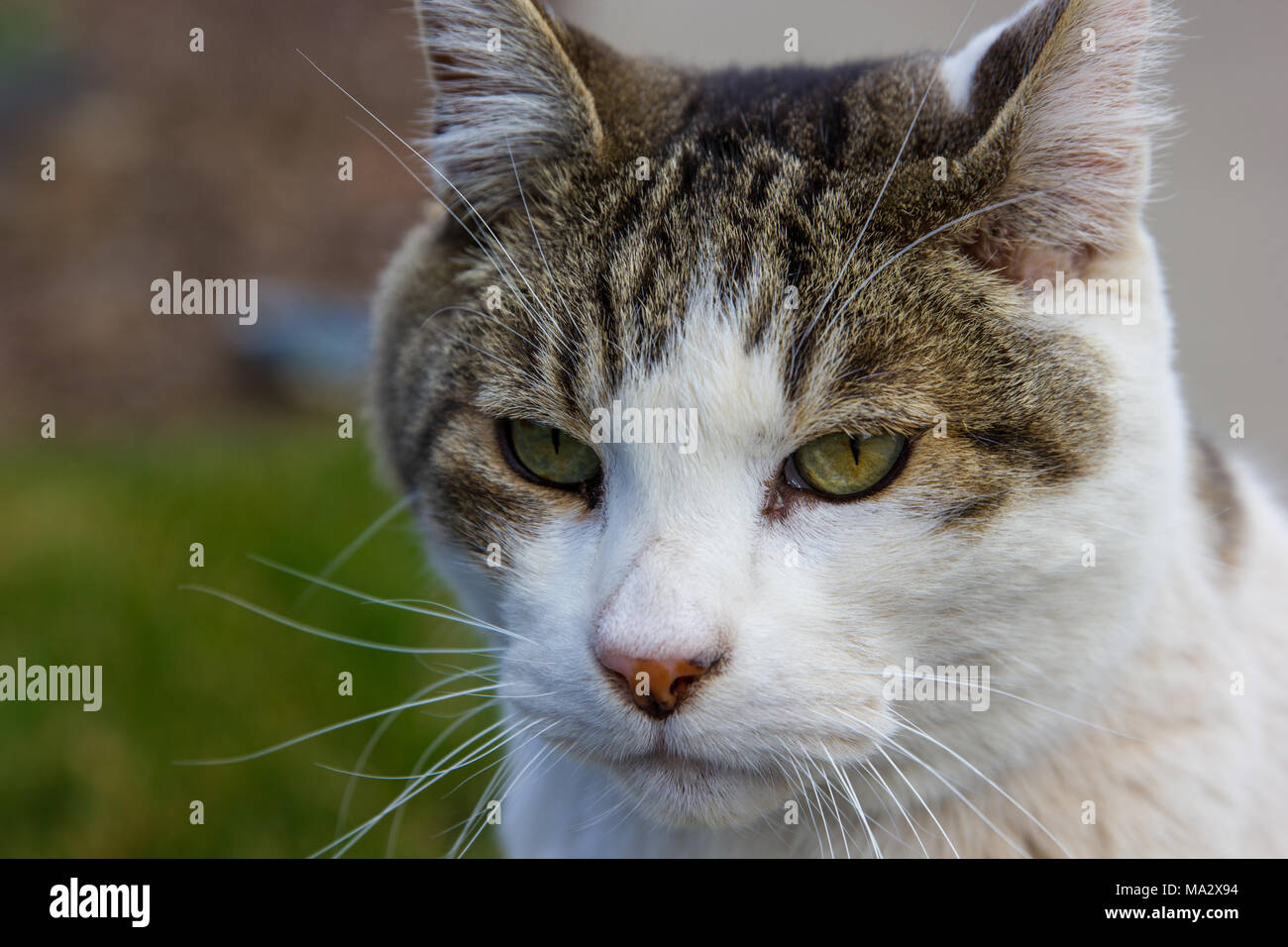Close up of adult male tabby with green eyes and giant whiskers Stock ...