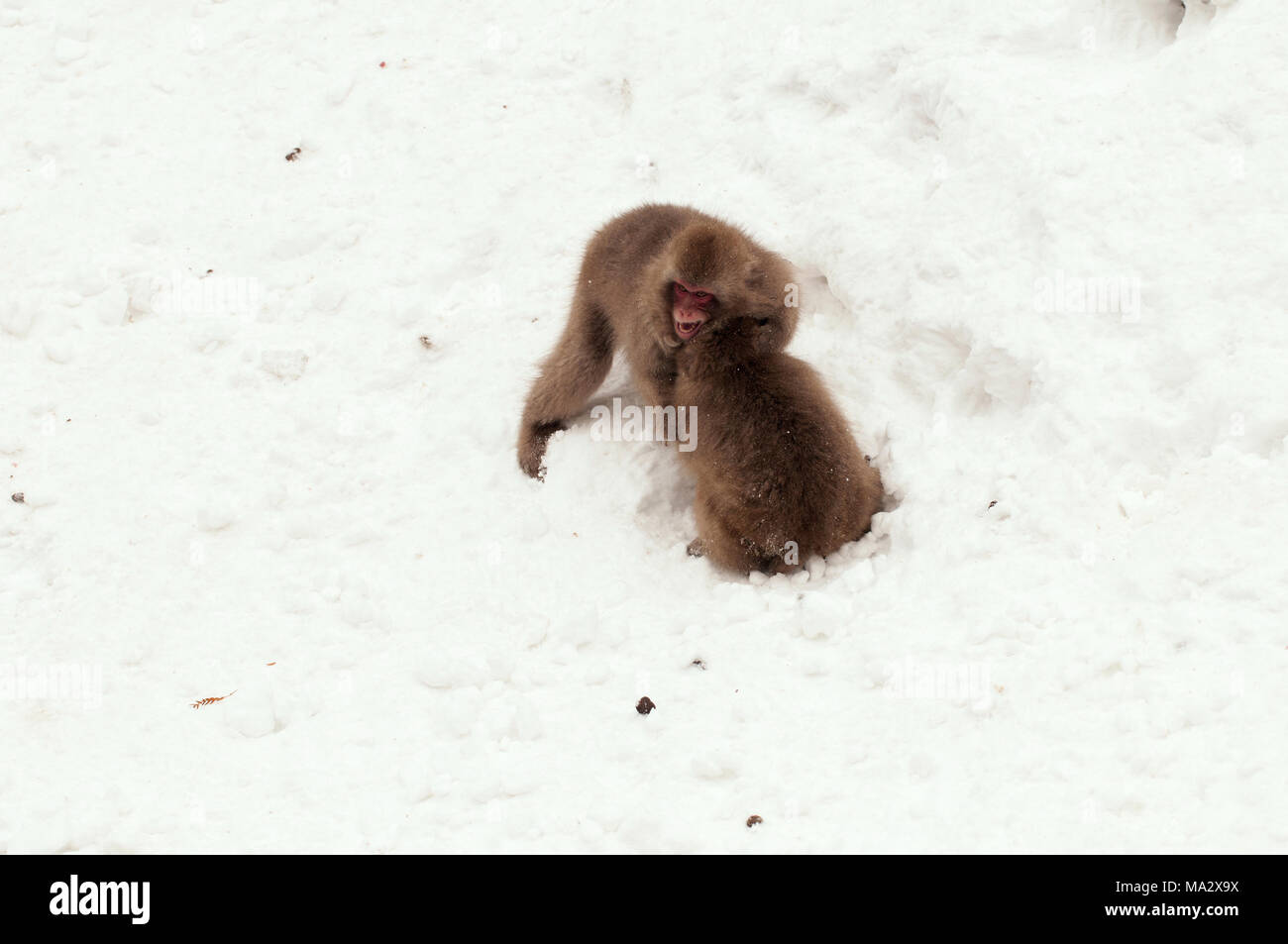 Japanese macaque or snow japanese monkey (Macaca fuscata), Japan Stock ...