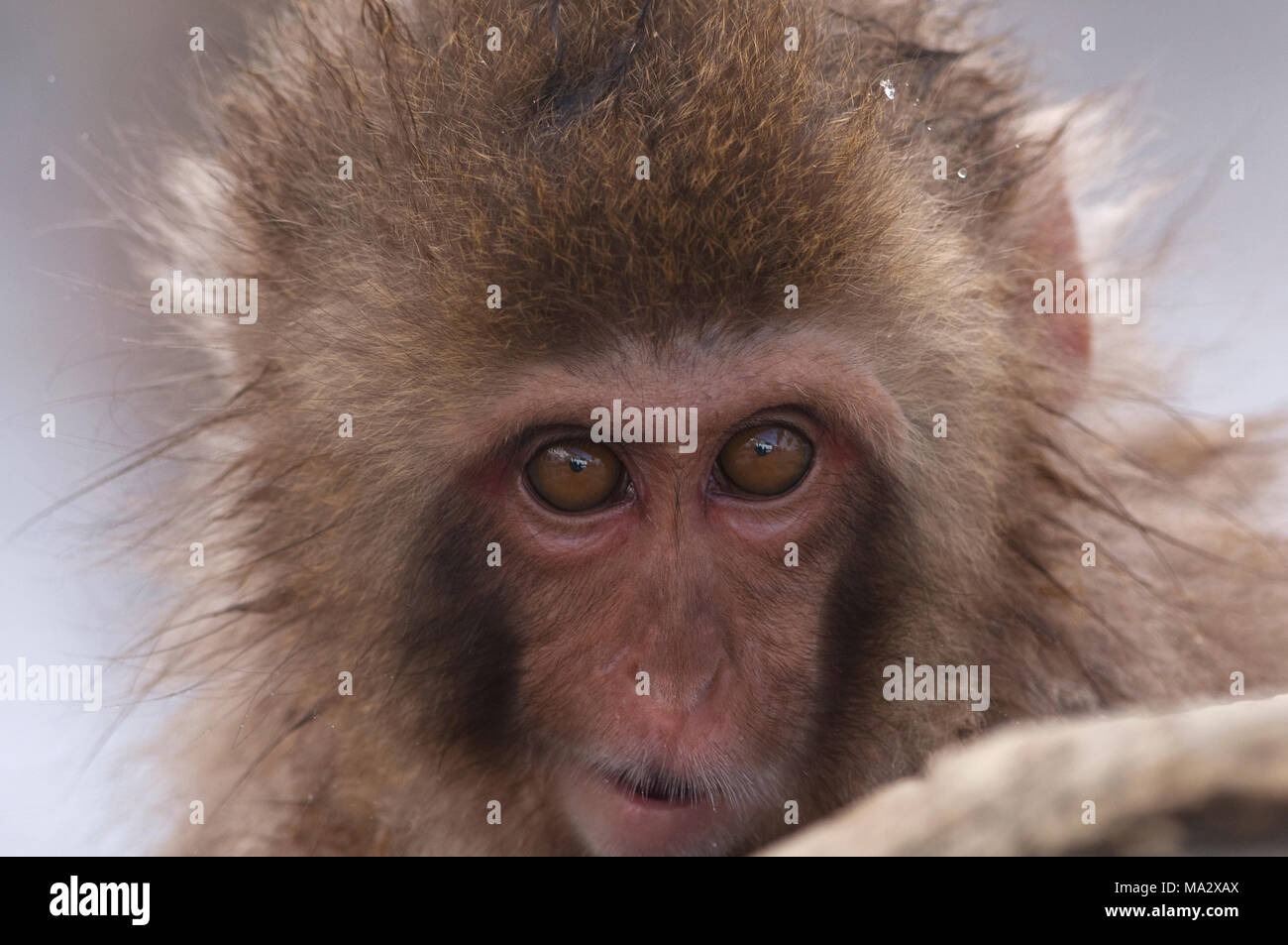 Japanese macaque or snow japanese monkey (Macaca fuscata) young, Japan ...