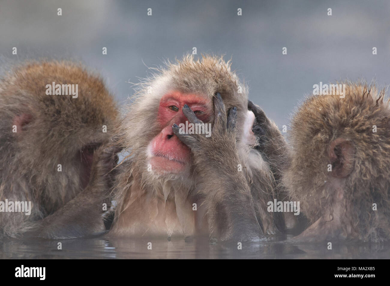 Japanese macaque or snow japanese monkey (Macaca fuscata), Japan Stock ...