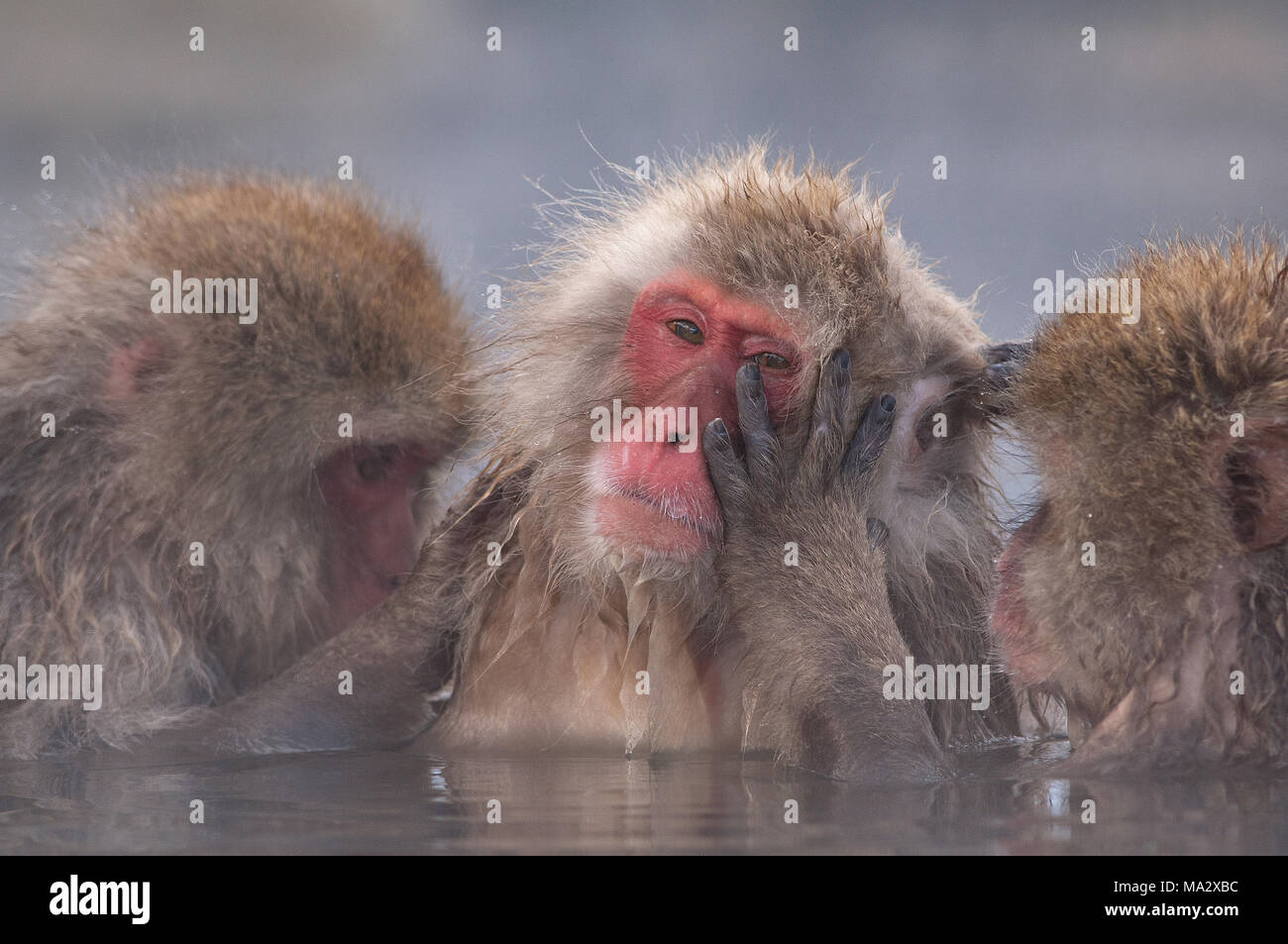 Japanese macaque or snow japanese monkey (Macaca fuscata), Japan Stock ...