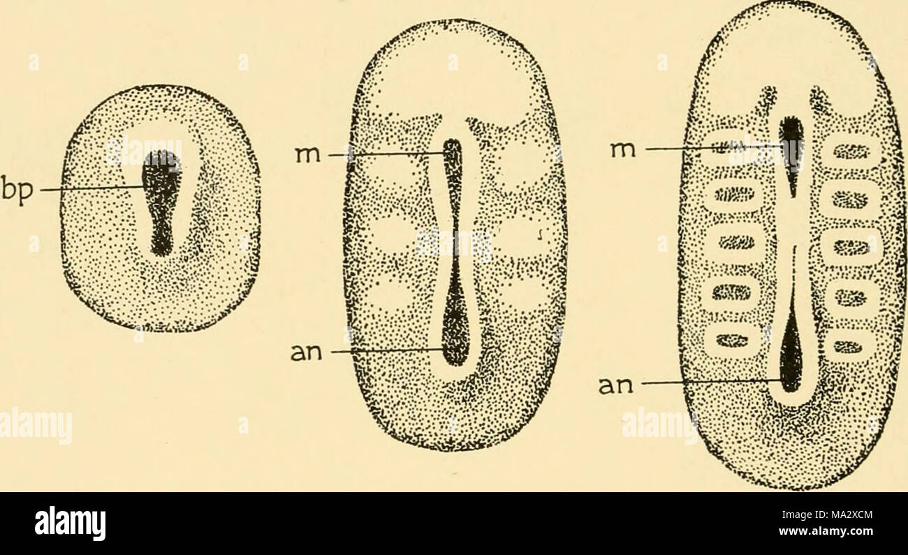 . Embryology of insects and myriapods; the developmental history of ...