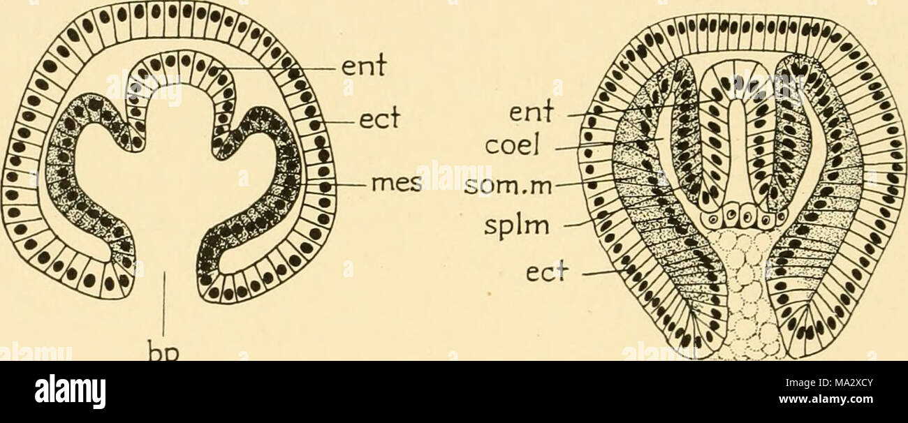 . Embryology of insects and myriapods; the developmental history of ...