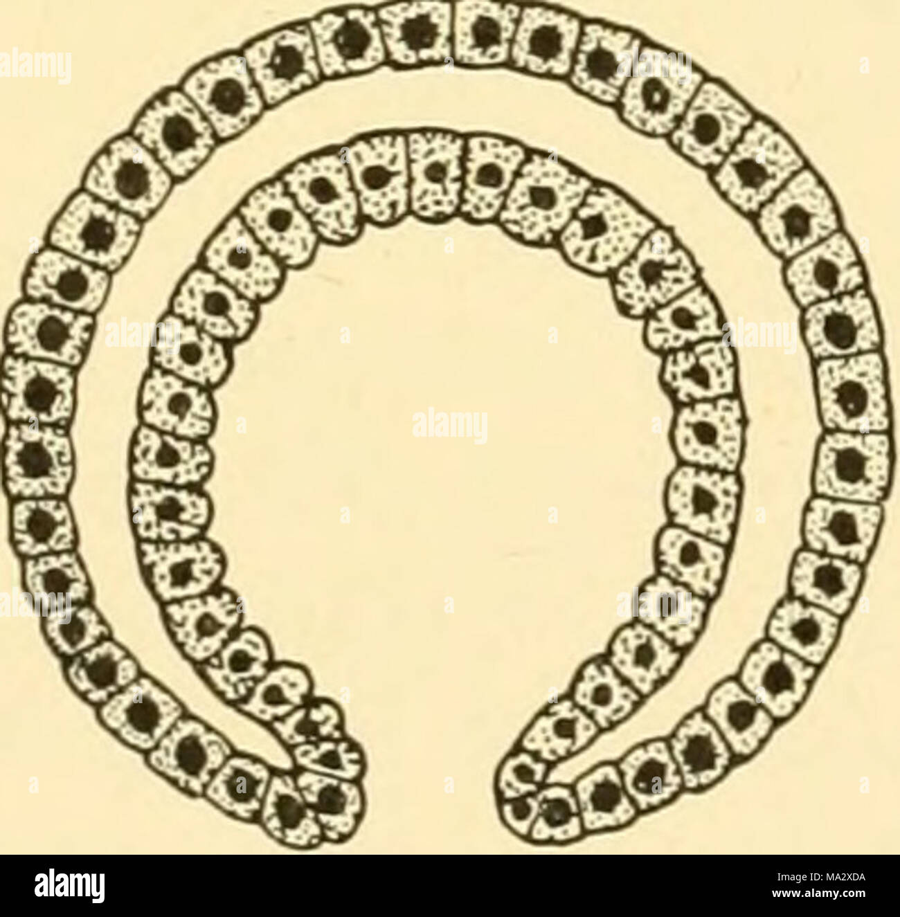 . Embryology of insects and myriapods; the developmental history of ...