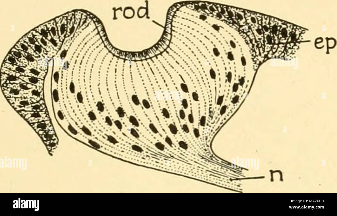. Embryology of insects and myriapods; the developmental history of ...