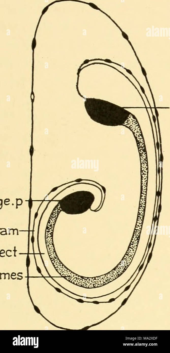. Embryology of insects and myriapods; the developmental history of ...