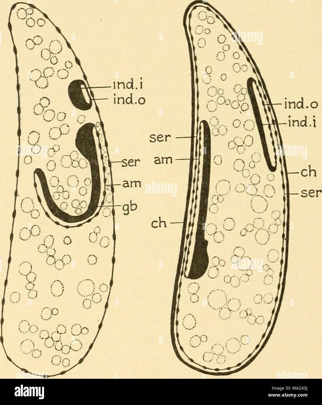 . Embryology of insects and myriapods; the developmental history of ...